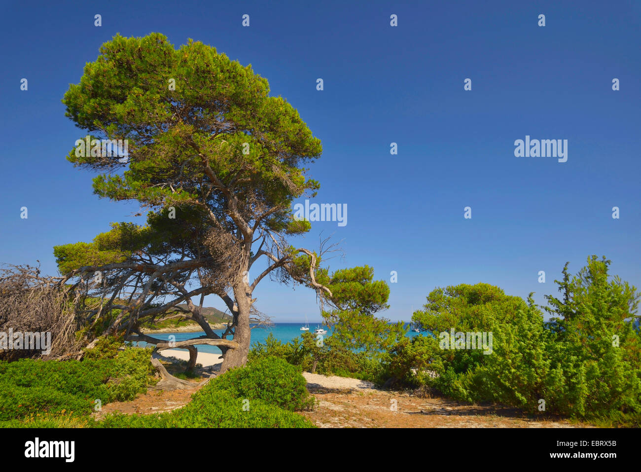 Plant of the mediterranean area High Resolution Stock Photography and ...