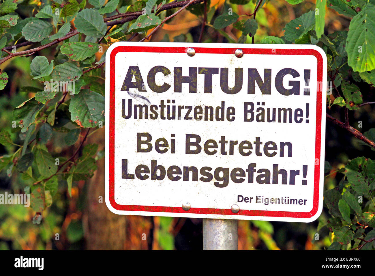 warning sign against falling trees, Germany Stock Photo - Alamy