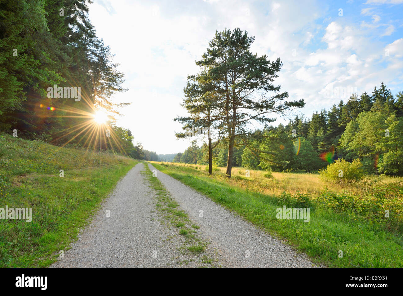 Summer trail through the woods hi-res stock photography and images - Alamy