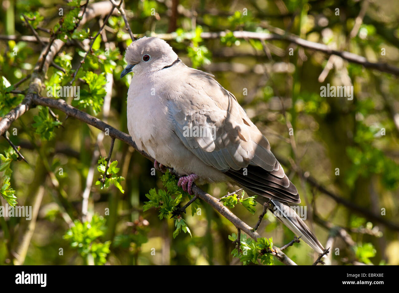 Collared dove streptopelia decaocto hi-res stock photography and images ...
