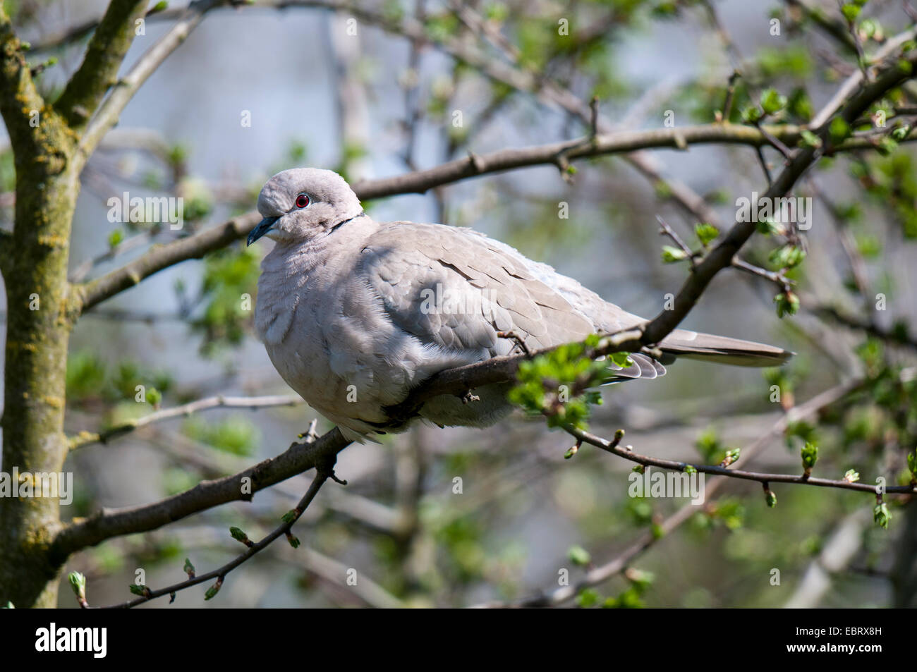 Collared dove streptopelia decaocto hi-res stock photography and images ...