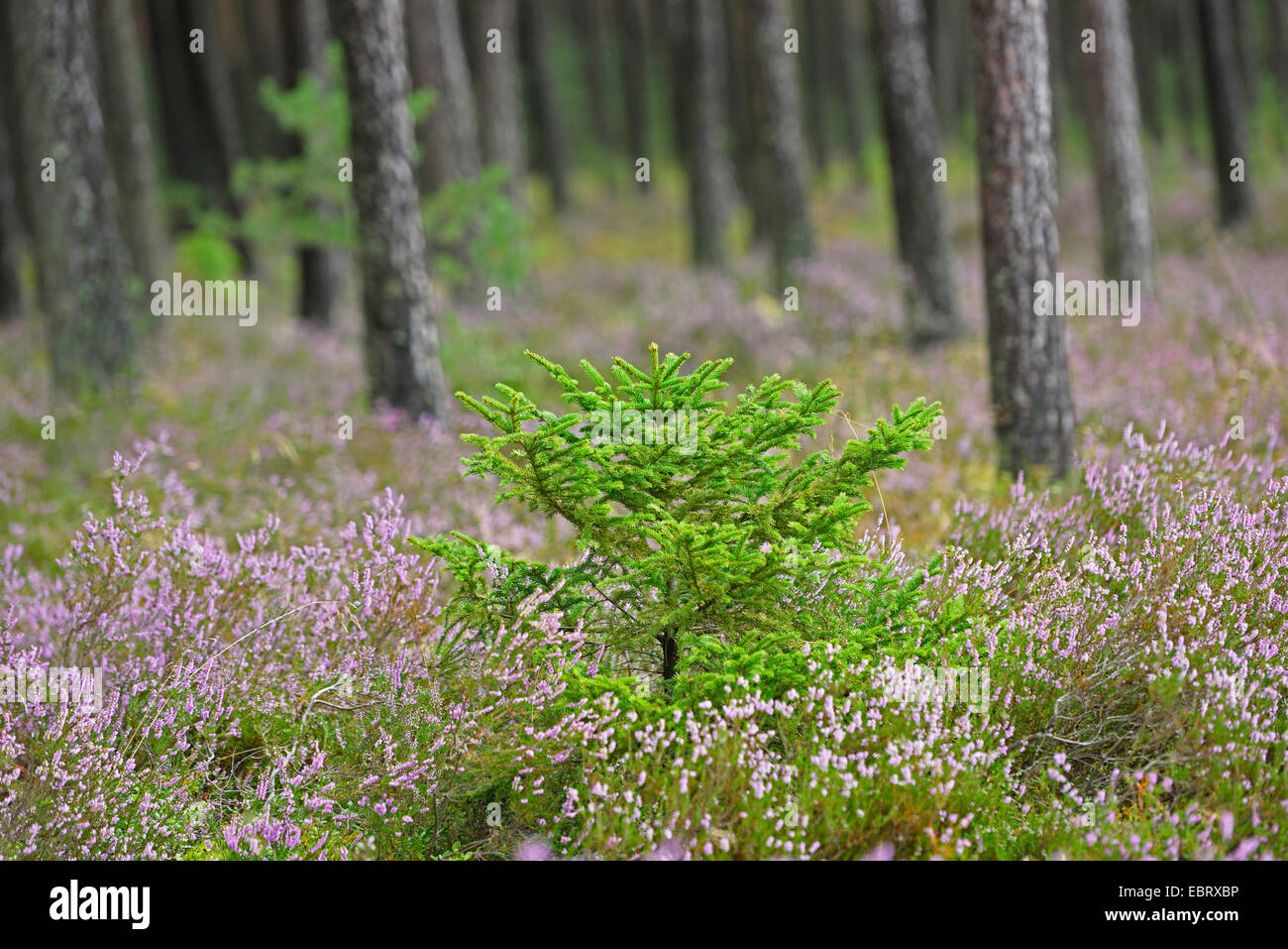 Pinaceae plant reproduction nature hi-res stock photography and images ...