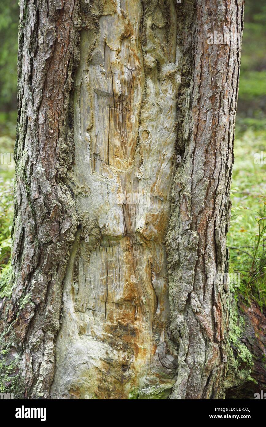 Scotch pine, Scots pine (Pinus sylvestris), death pine trunk, Germany ...
