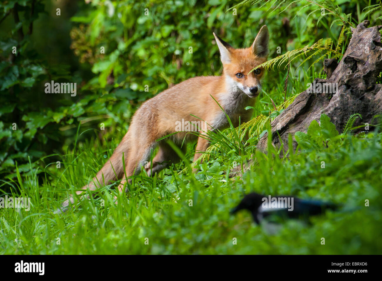 Magpie and red fox hi-res stock photography and images - Alamy
