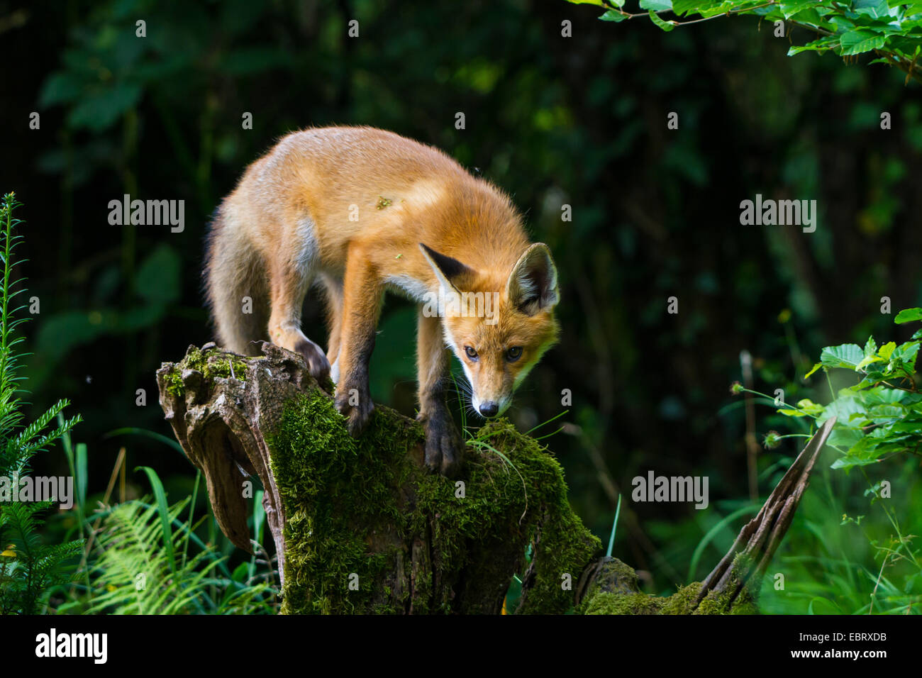 Sunshine puppies hi-res stock photography and images - Alamy