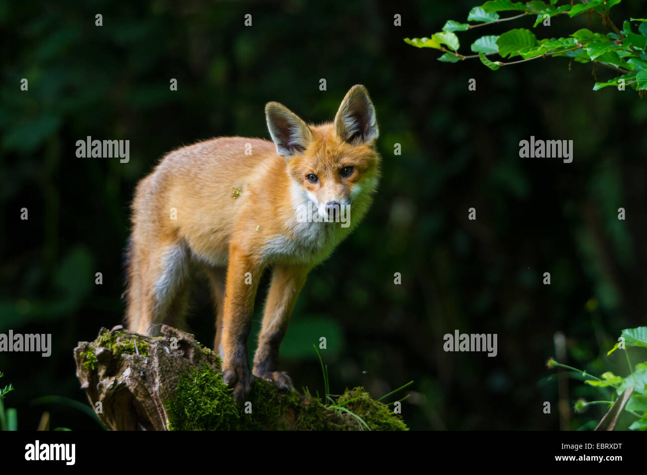 red fox (Vulpes vulpes), fox kit standing on a mossy root, Switzerland ...