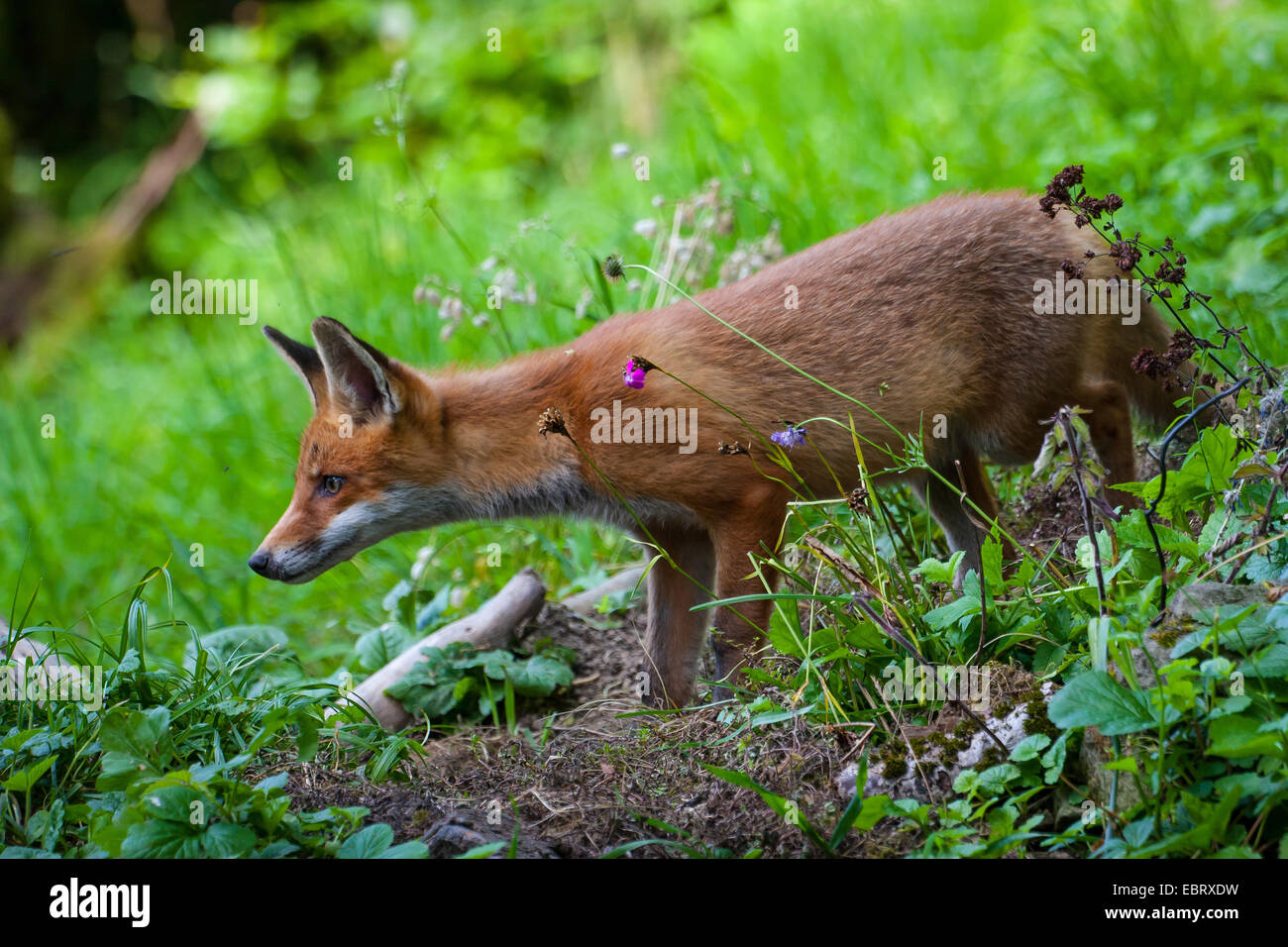red fox (Vulpes vulpes), fox cub in a forest meadow, Switzerland, Sankt ...