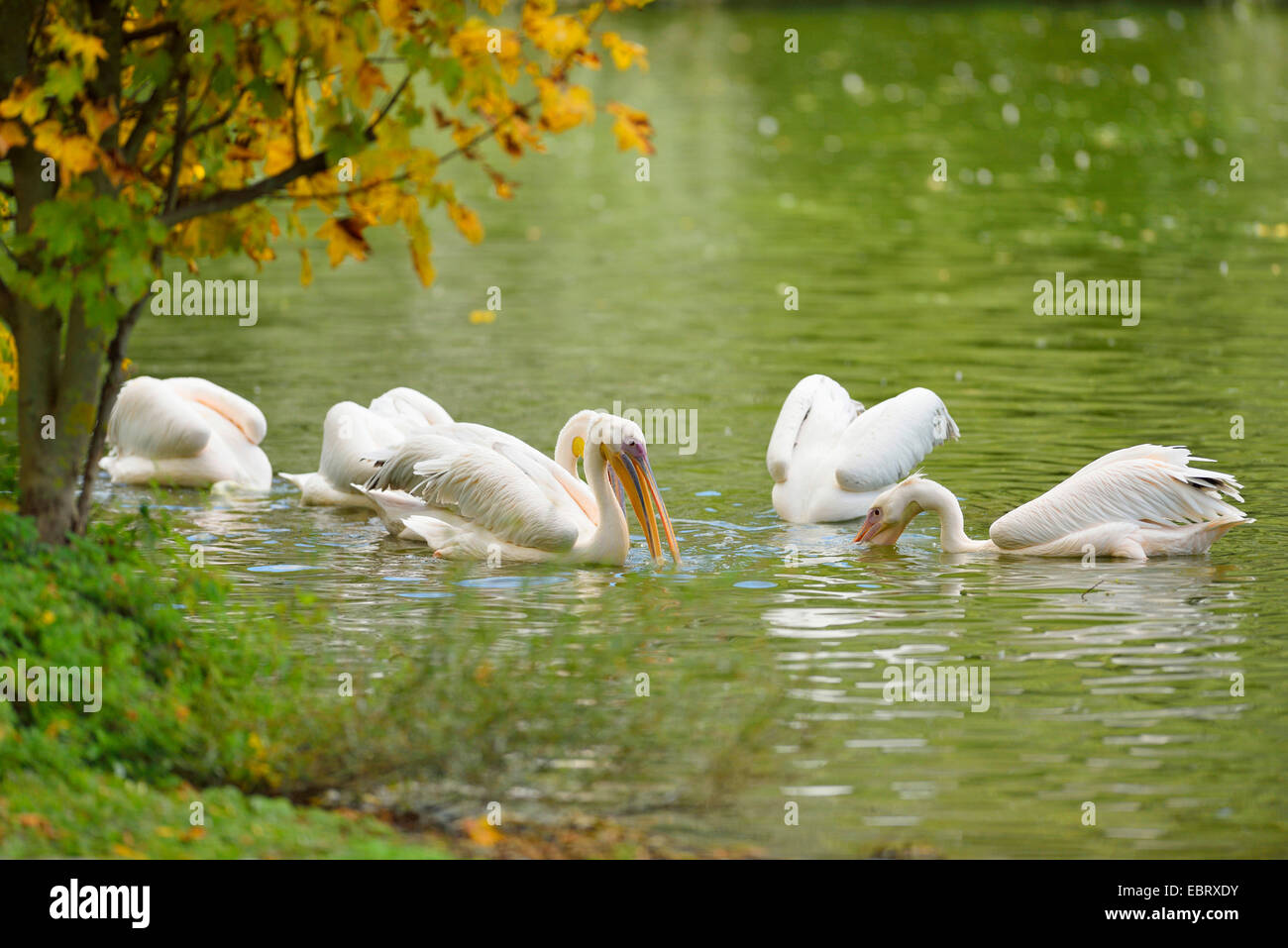 Zoo animal groups together hi-res stock photography and images - Alamy