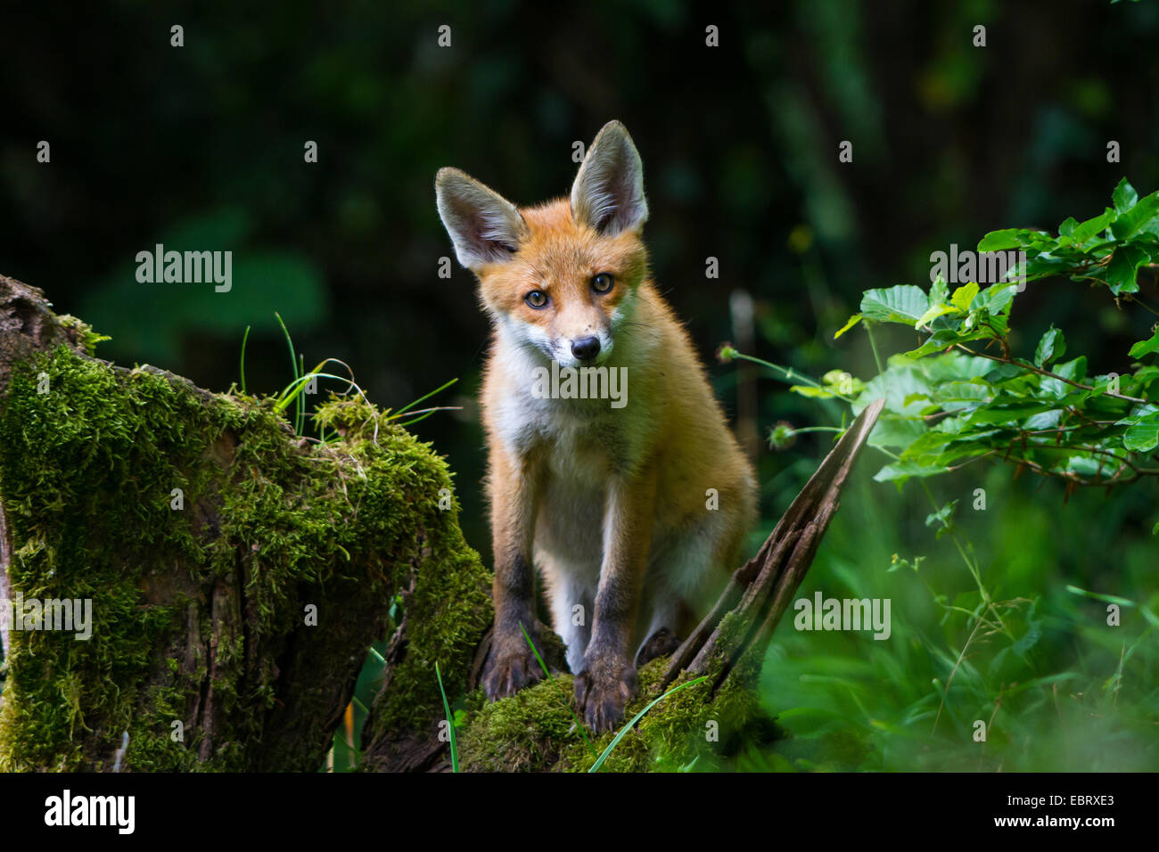 red fox (Vulpes vulpes), fox kit standing on a mossy root, Switzerland ...