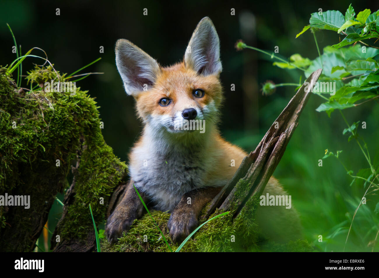 red fox (Vulpes vulpes), fox kit looking over a mossy root, Switzerland ...