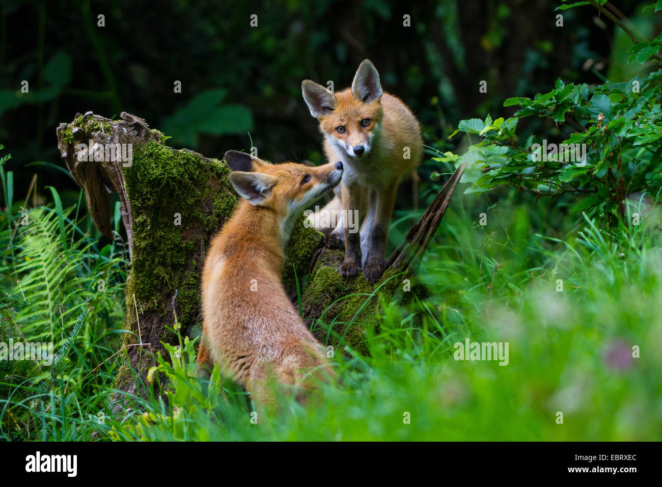 red fox (Vulpes vulpes), two fox cubs nosing at each other, Switzerland ...