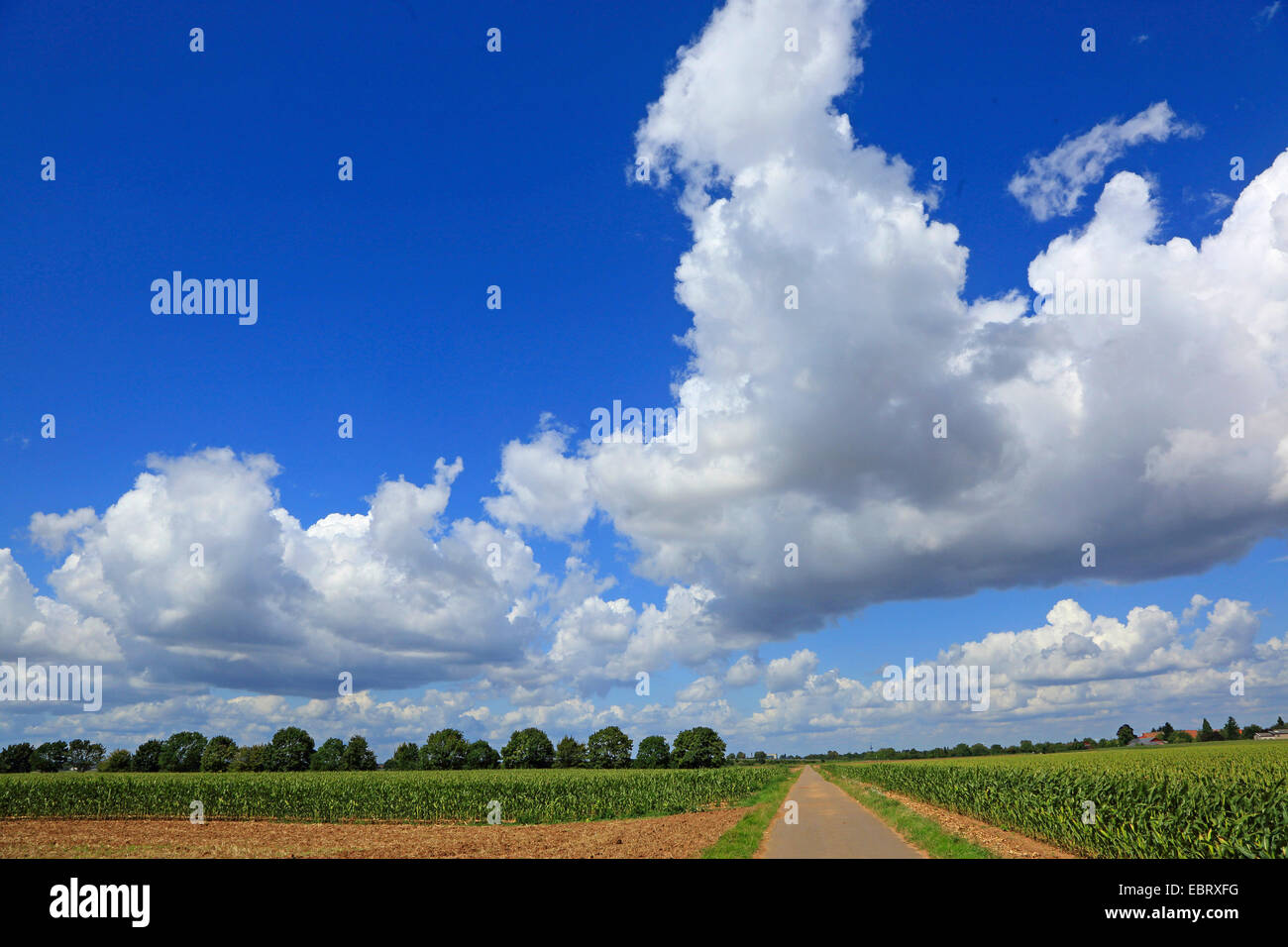 Scenic corn fields hi-res stock photography and images - Alamy
