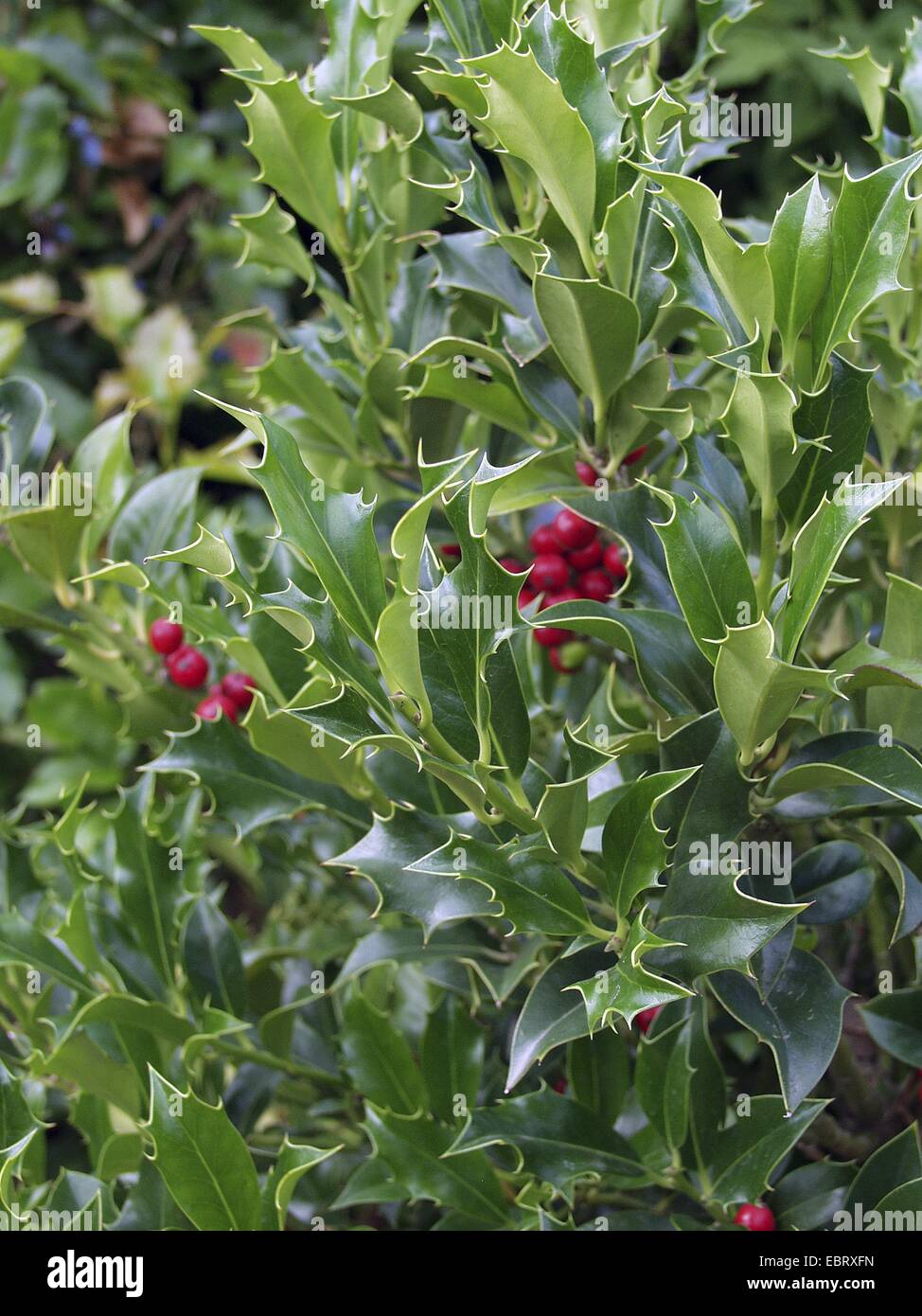 Common holly hi-res stock photography and images - Alamy