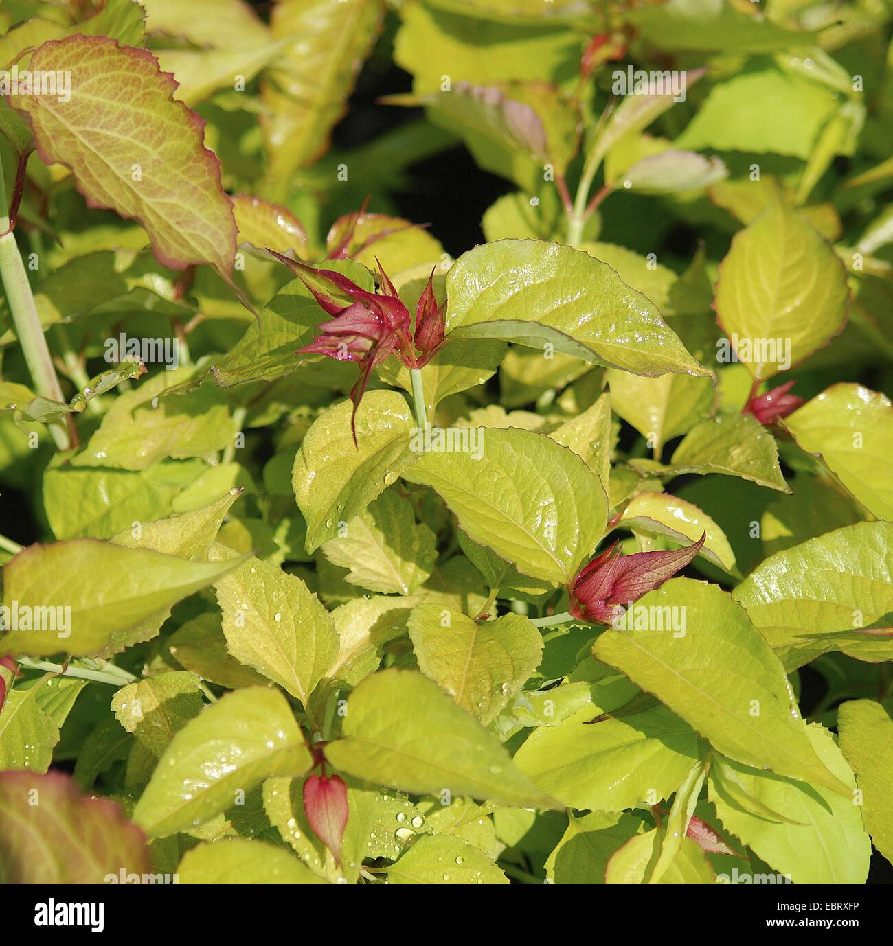 Flowering honeysuckle hi-res stock photography and images - Alamy