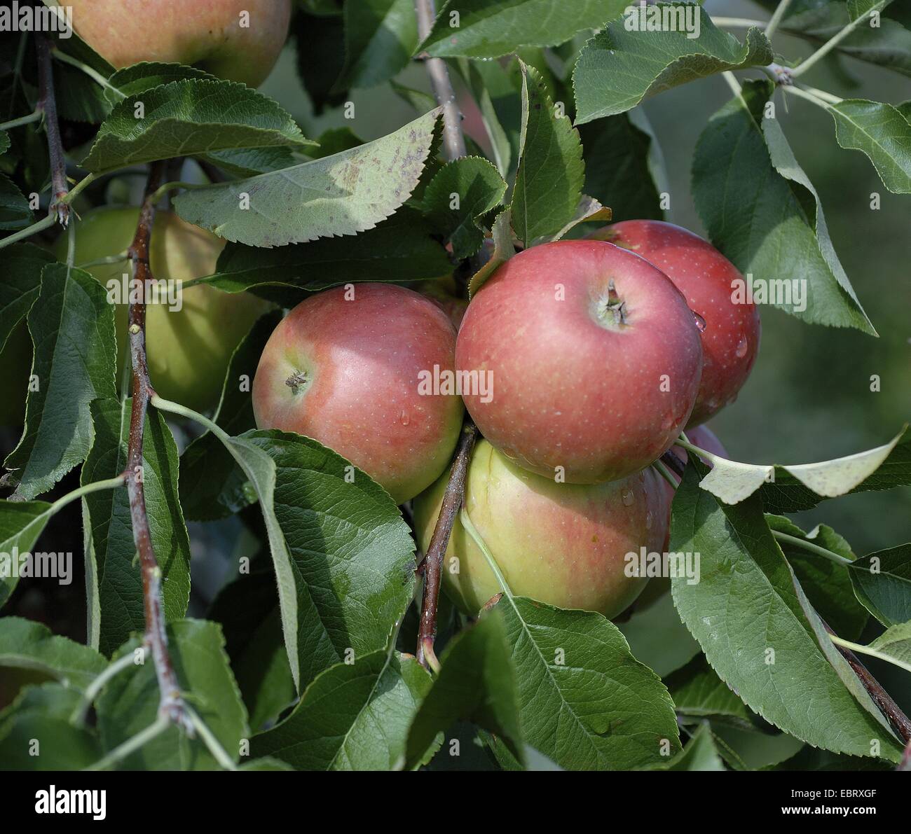 apple tree (Malus domestica 'Red Topaz', Malus domestica Red Topaz ...
