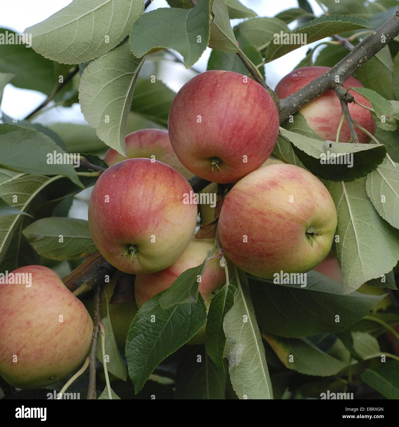 Apple rebella hi-res stock photography and images - Alamy