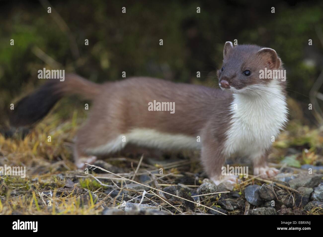 Ermine, Stoat, Short-tailed weasel (Mustela erminea), adult, United ...