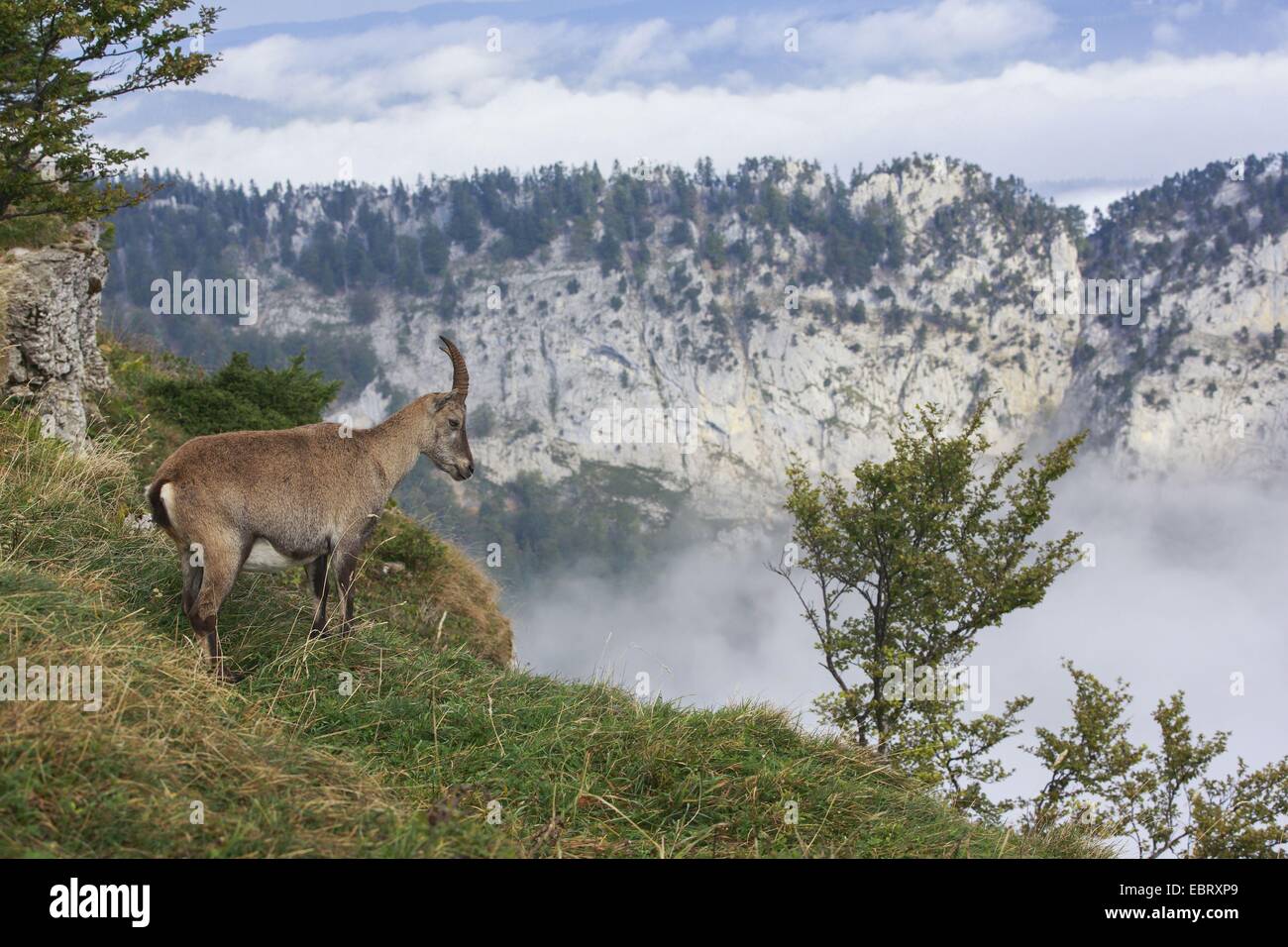 Alpine ibex (Capra ibex, Capra ibex ibex), female at the Creux du Van ...