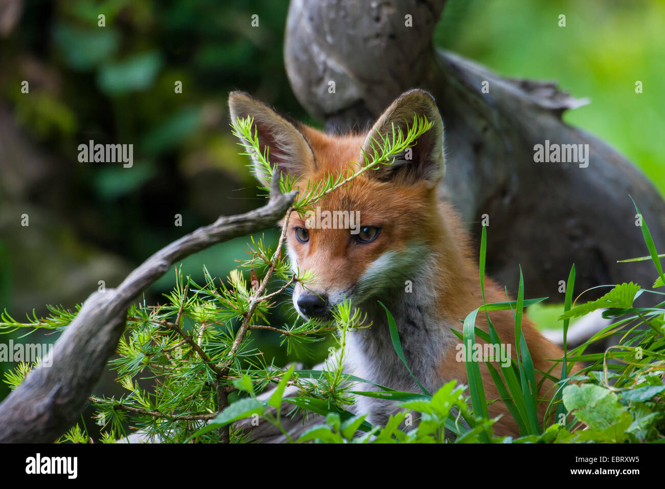 Conifer Root High Resolution Stock Photography and Images - Alamy
