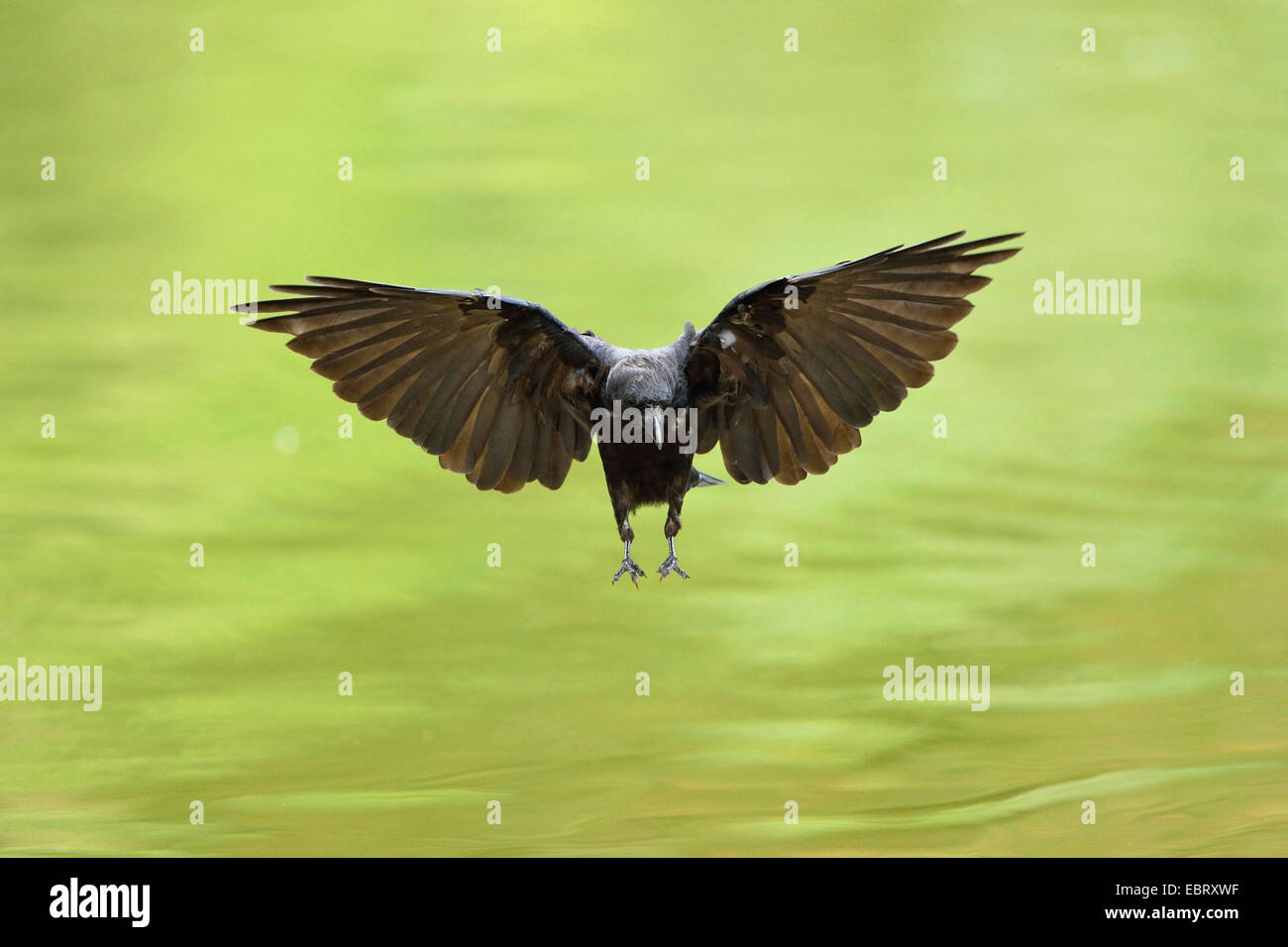 Crow landing hi-res stock photography and images - Alamy