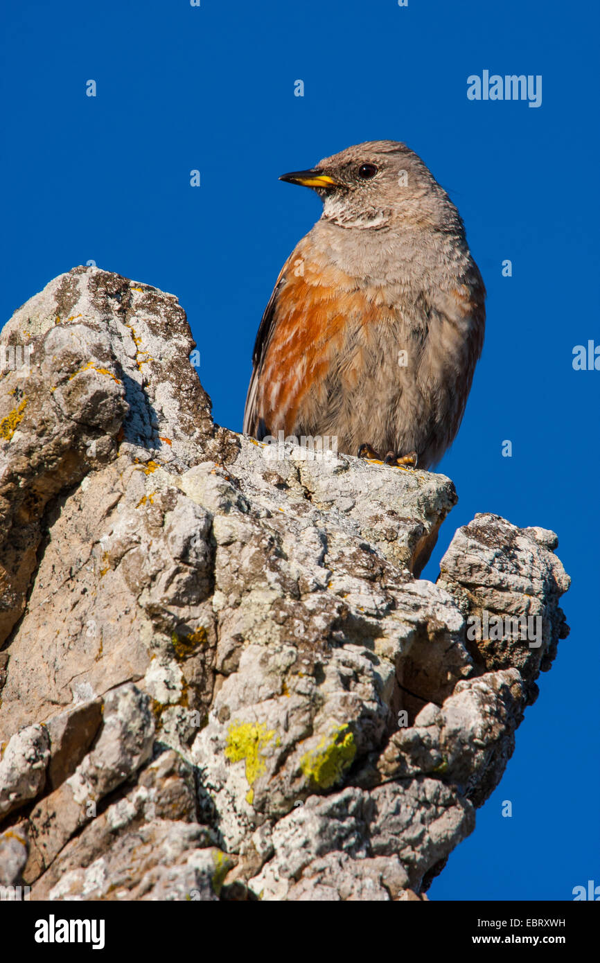Alpine dunnock hi-res stock photography and images - Alamy