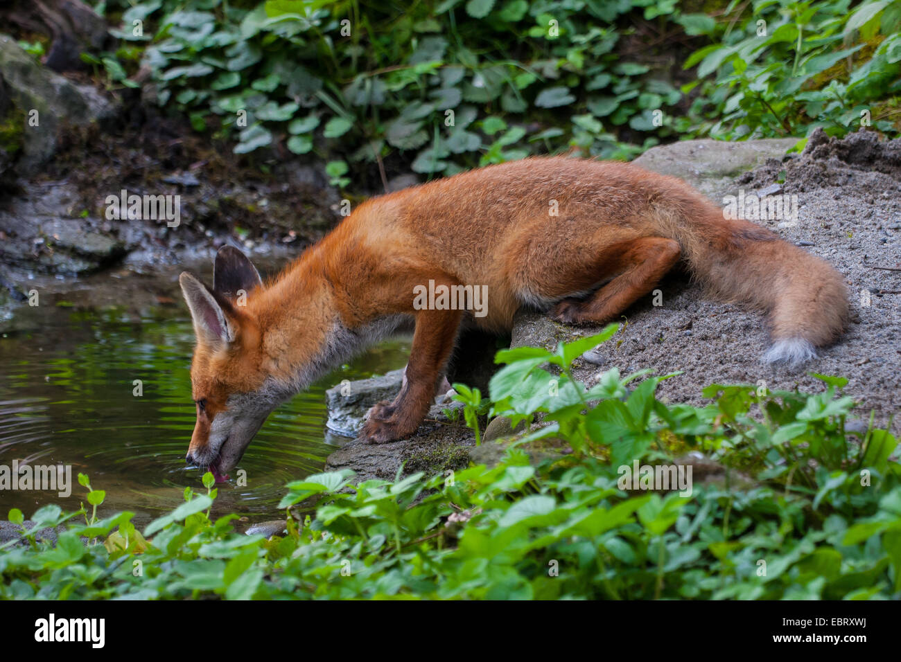 red fox (Vulpes vulpes), fox cub drinks water from a forest pond ...