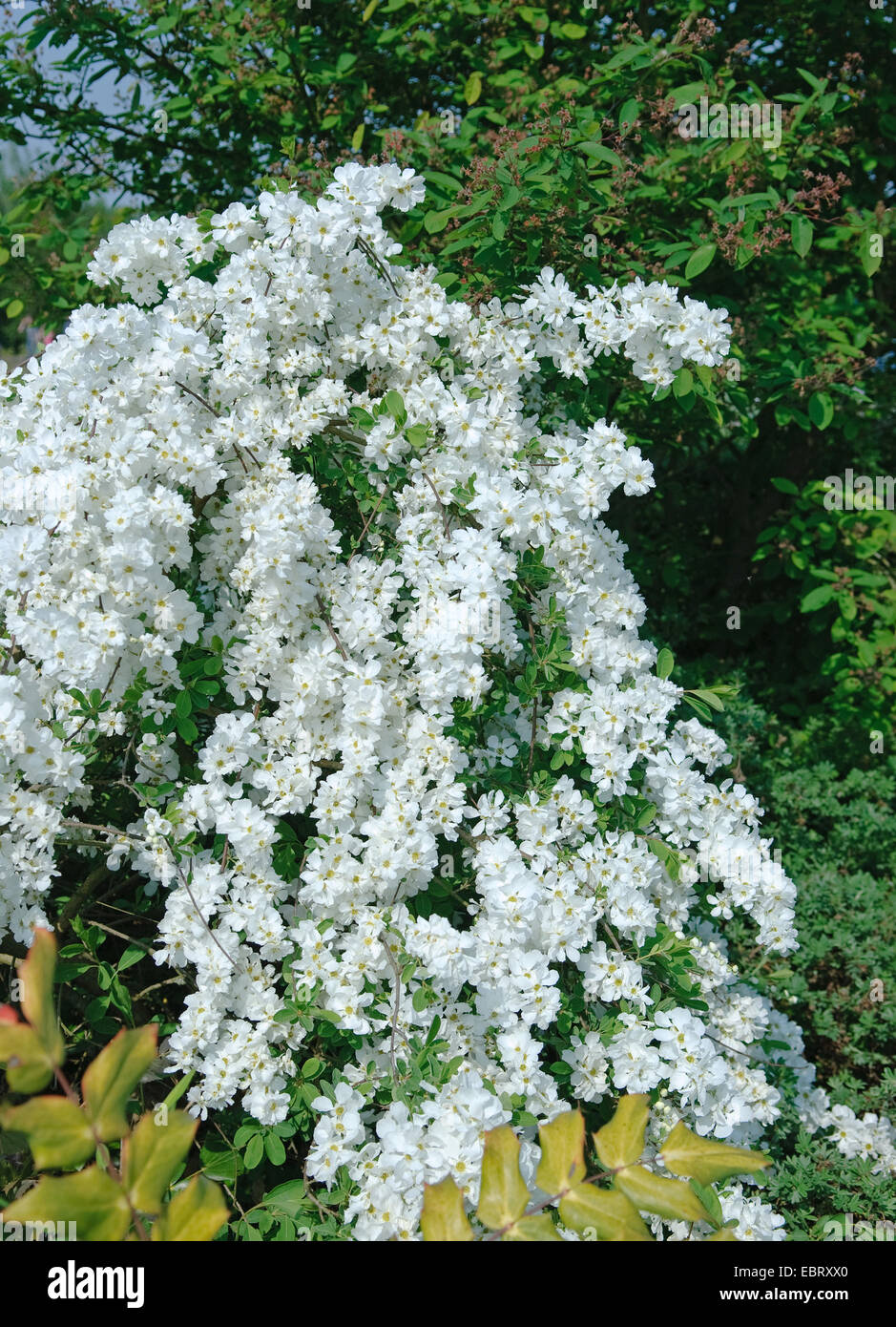 Common Pearl Bush (Exochorda macrantha 'The Bride', Exochorda macrantha ...