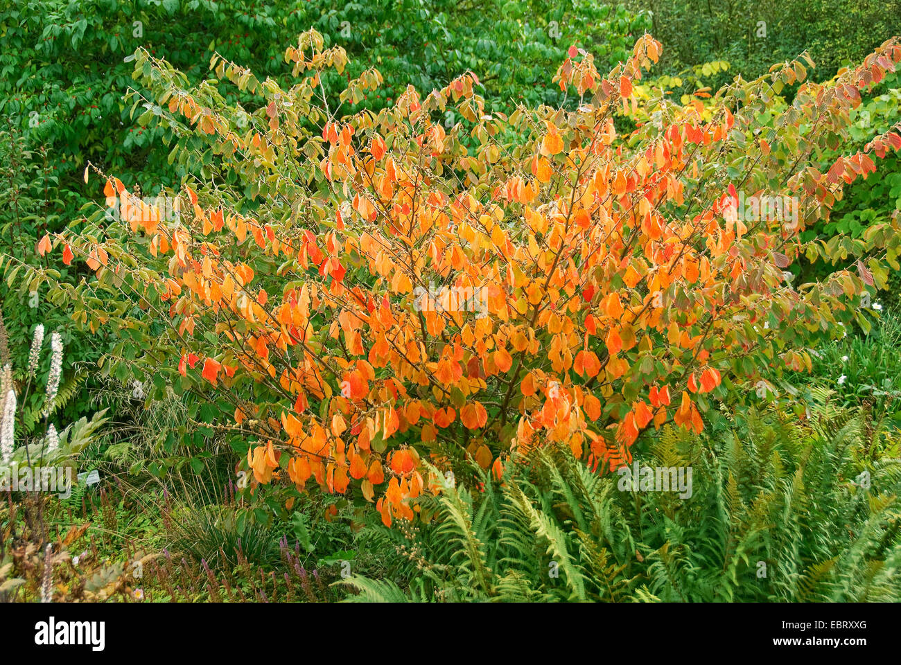 Witch hazel (Hamamelis intermedia 'Arnold Promise', Hamamelis ...