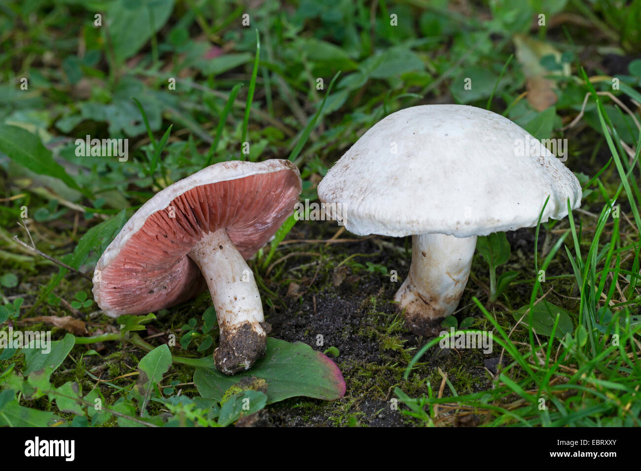 Field mushroom (Agaricus campestris), in a meadow, Germany Stock Photo ...