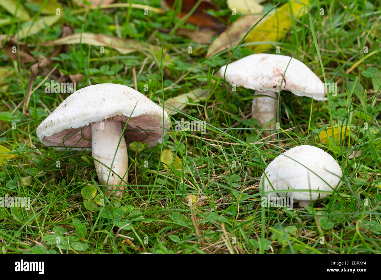 Agaricus campestris hi-res stock photography and images - Alamy