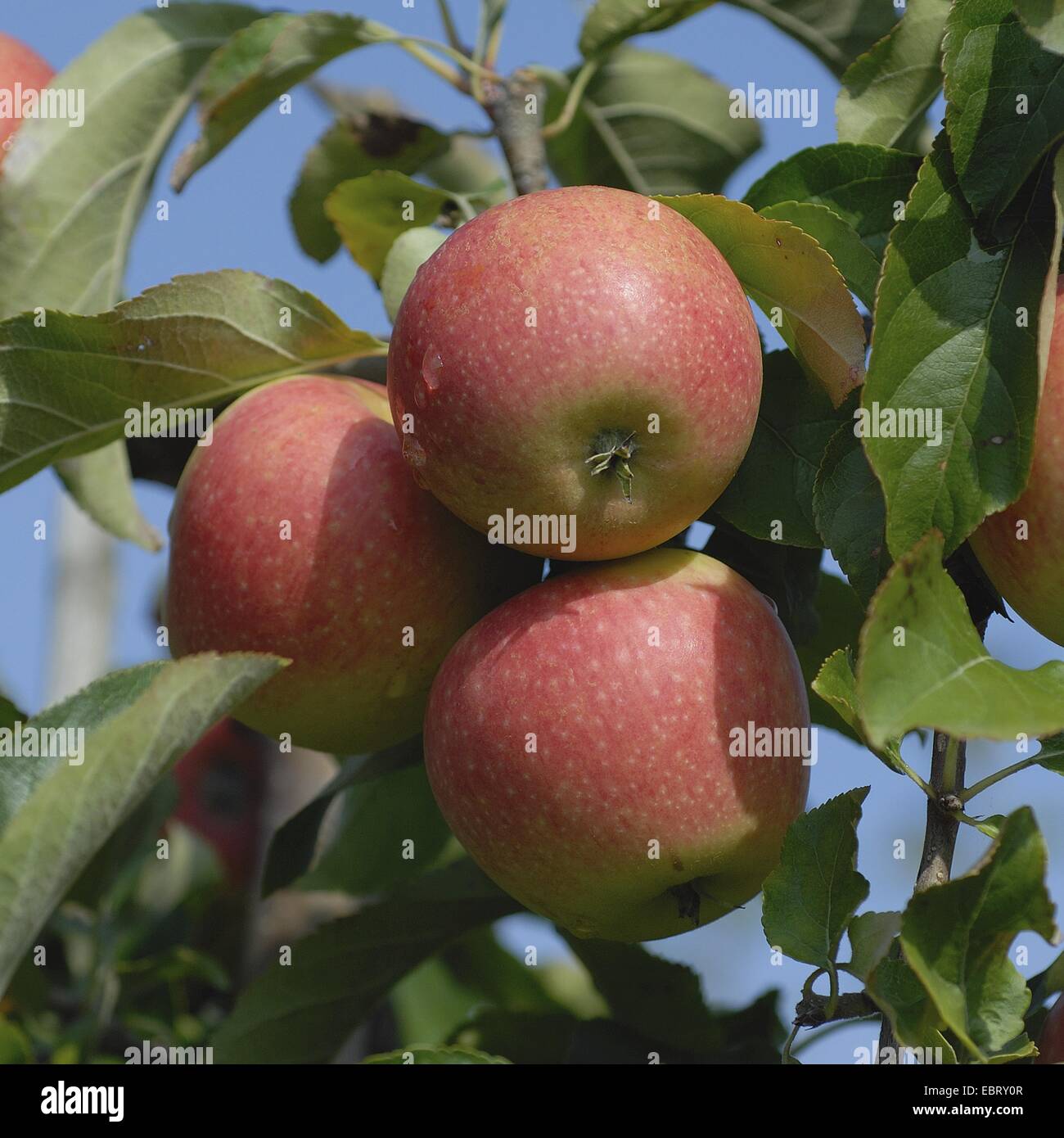 apple tree (Malus domestica 'Pinova', Malus domestica Pinova), cultivar ...