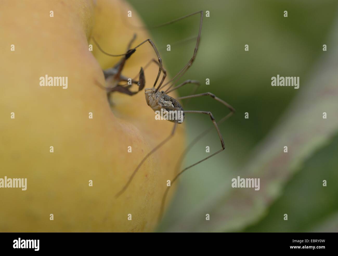 apple tree (Malus domestica 'Williams Pride', Malus domestica Williams ...