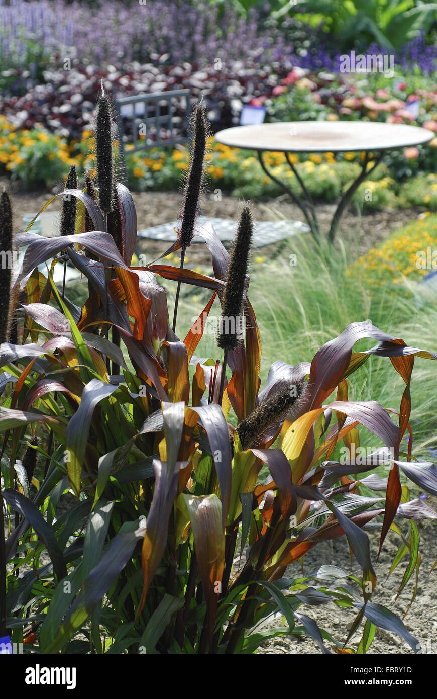 Pennisetum glaucum (Pennisetum glaucum 'Purple Majestic', Pennisetum ...
