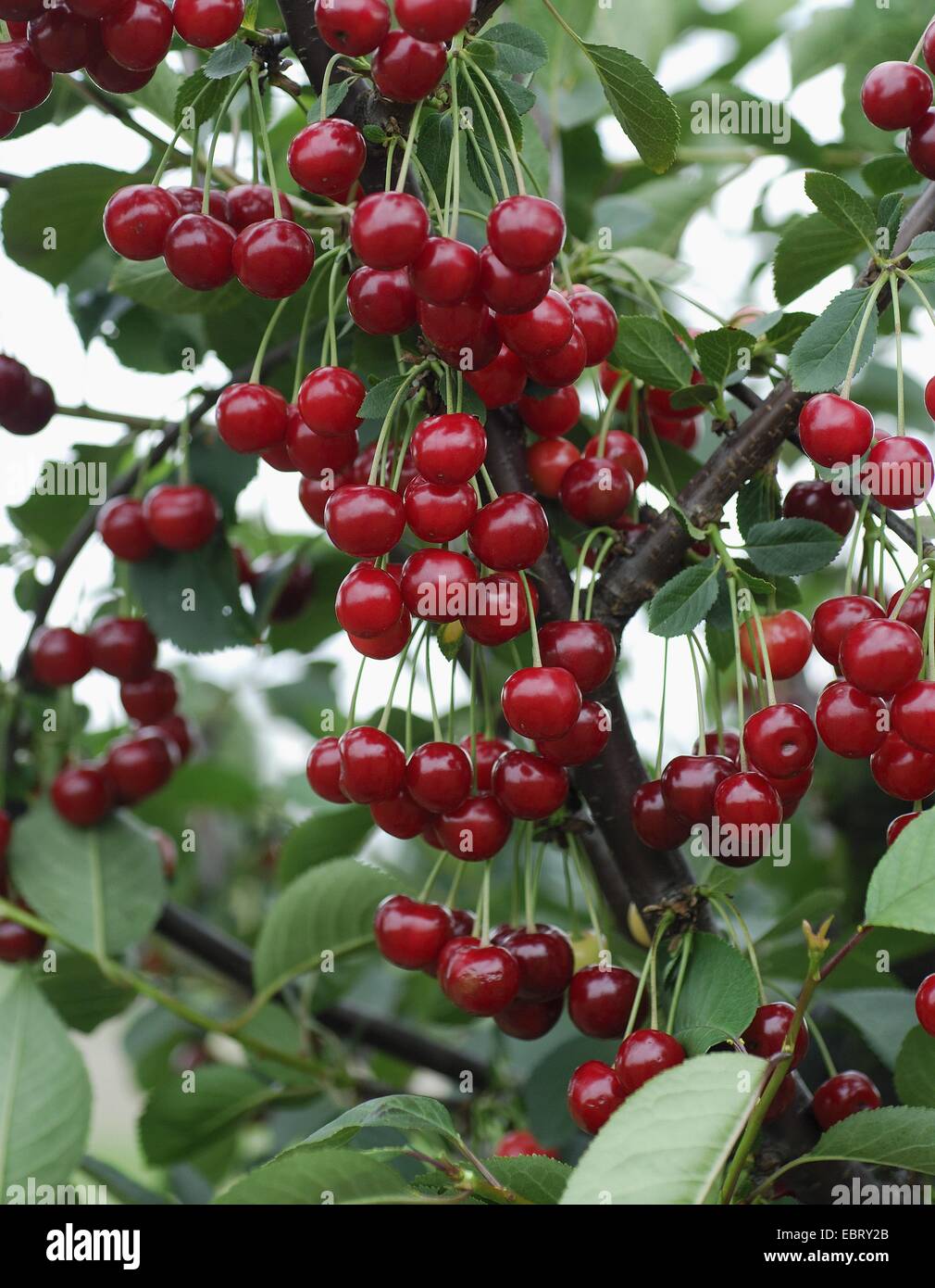Morello cherry tree hi-res stock photography and images - Alamy