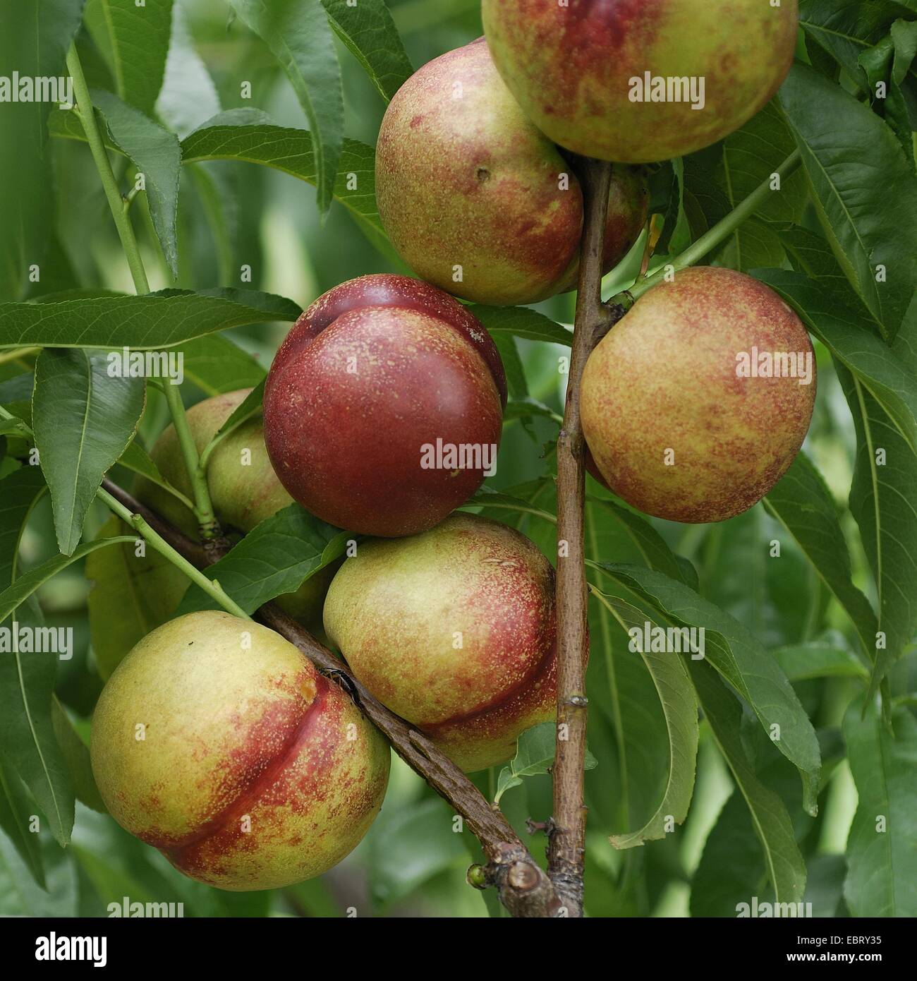 Nectared hi-res stock photography and images - Alamy