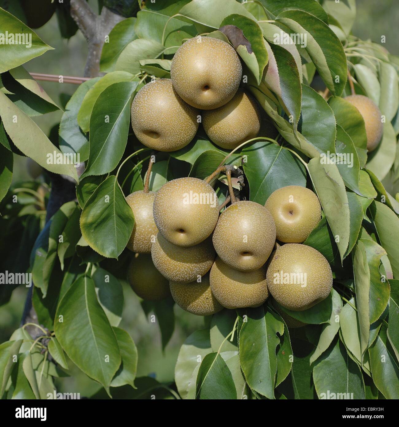 common pear (Pyrus communis 'He Tu Pear', Pyrus communis He Tu Pear ...