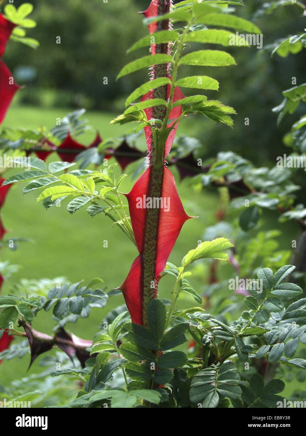 large thorned rose (Rosa omeiensis f. pteracantha, Rosa omeiensis ...