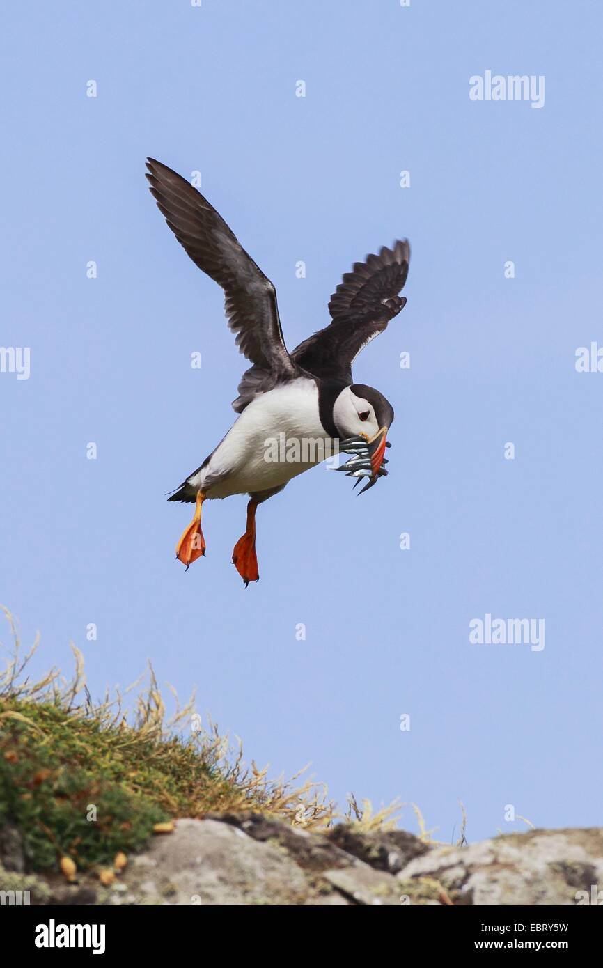 Atlantic puffin, Common puffin (Fratercula arctica), flying with fishes ...