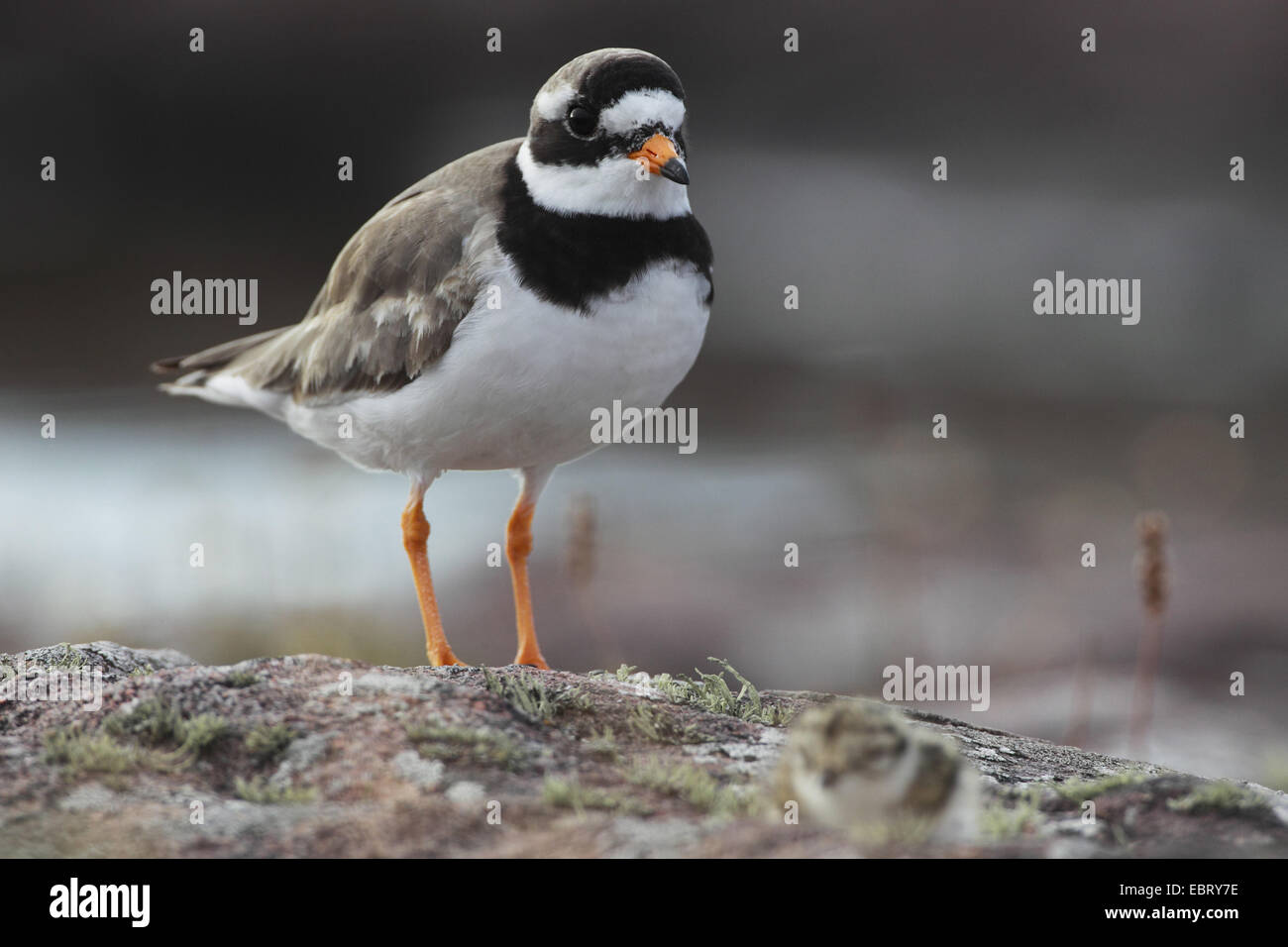 ringed plover (Charadrius hiaticula), on a stone covered with lichens ...