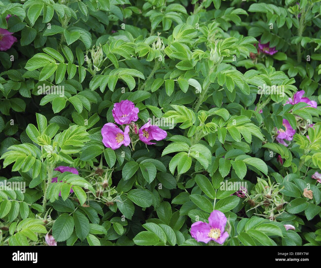 Rugosa rose hi-res stock photography and images - Alamy