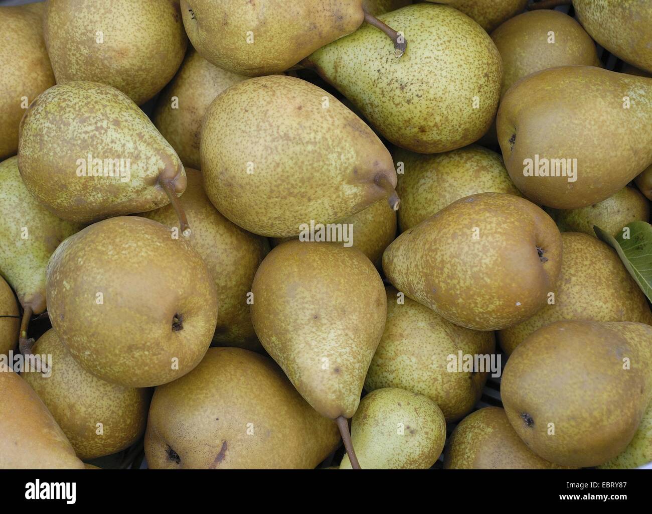 common pear (Pyrus communis 'General Leclerc', Pyrus communis General ...