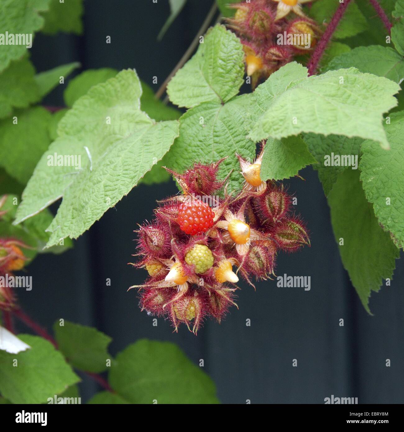 wine raspberry, wineberry (Rubus phoenicolasius), fruiting Stock Photo ...
