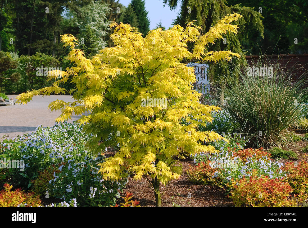 Japanese maple (Acer palmatum 'Orange Dream', Acer palmatum Orange ...