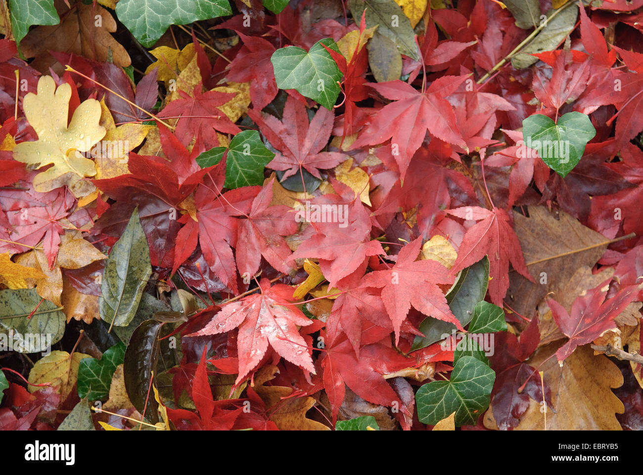 autumn leaves of maple and oak amongst ivy Stock Photo - Alamy