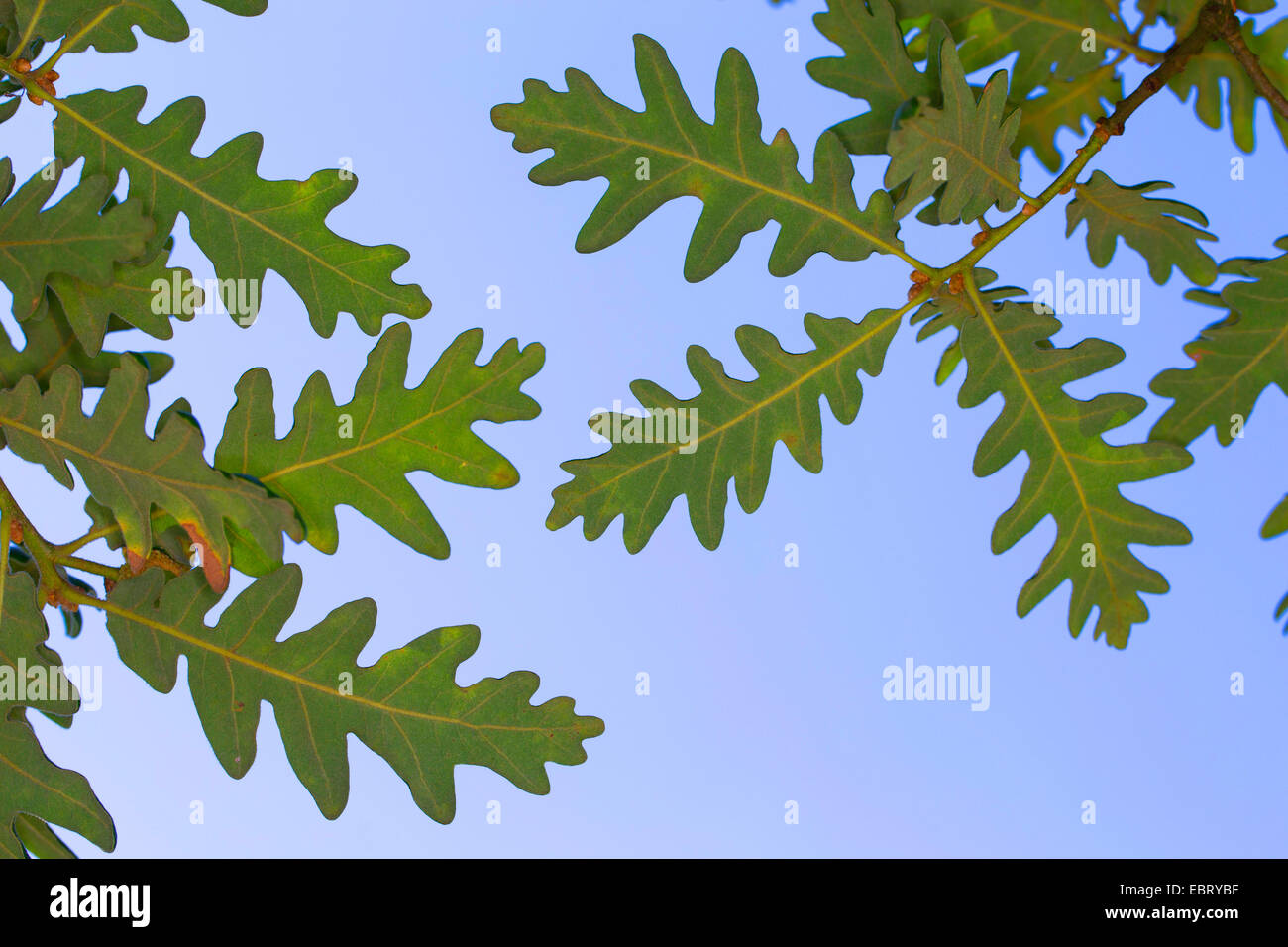 Pyrenean Oak (Quercus pyrenaica), branches against blue sky Stock Photo ...