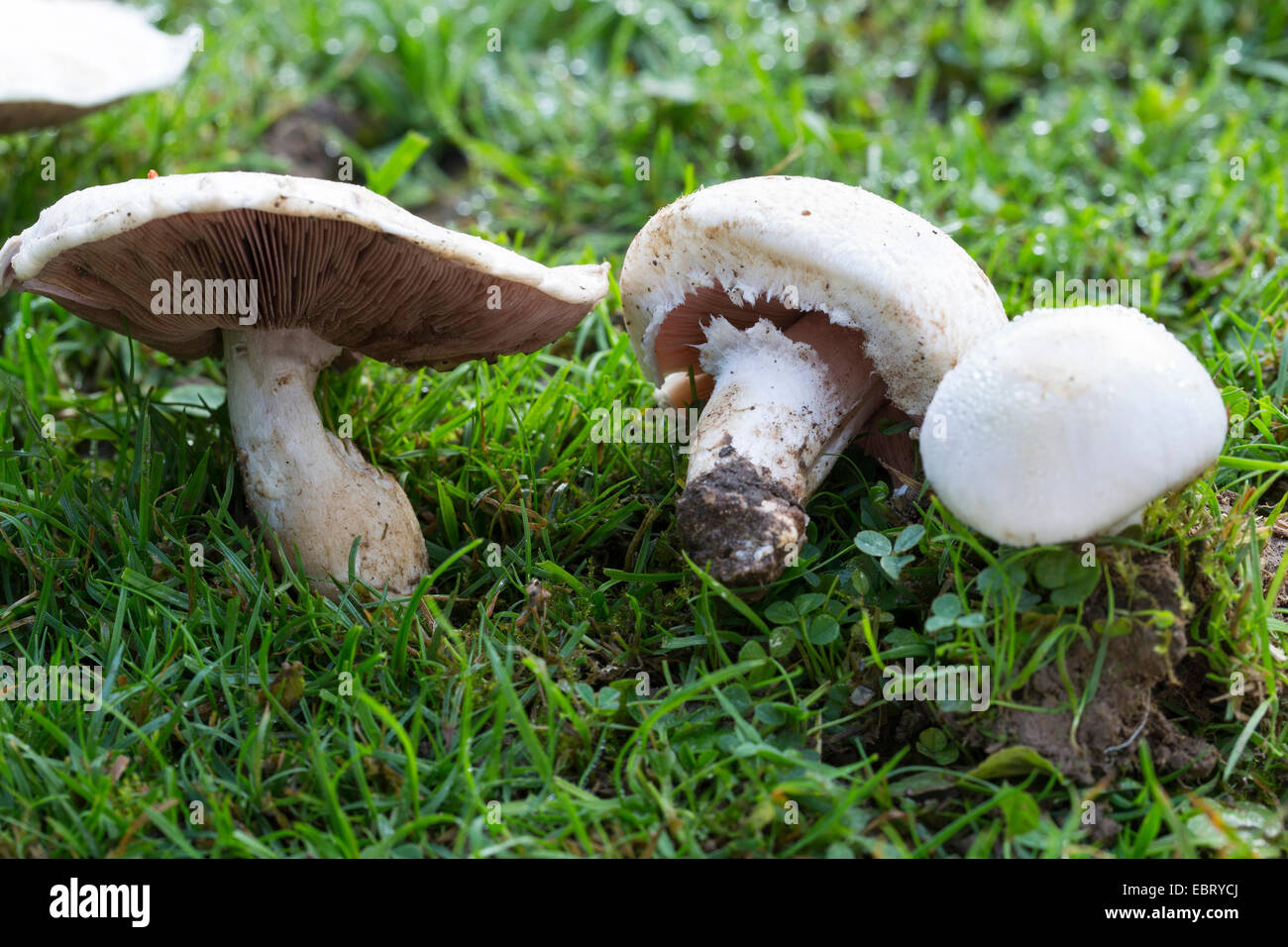 Agaricus hi-res stock photography and images - Alamy