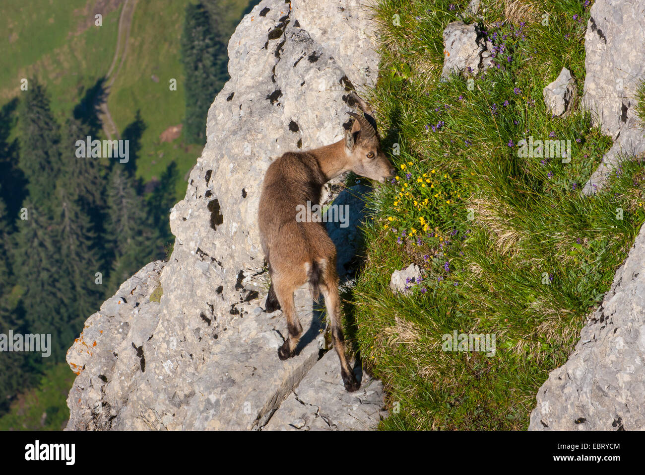 Ibex feeding at steep slope hi-res stock photography and images - Alamy
