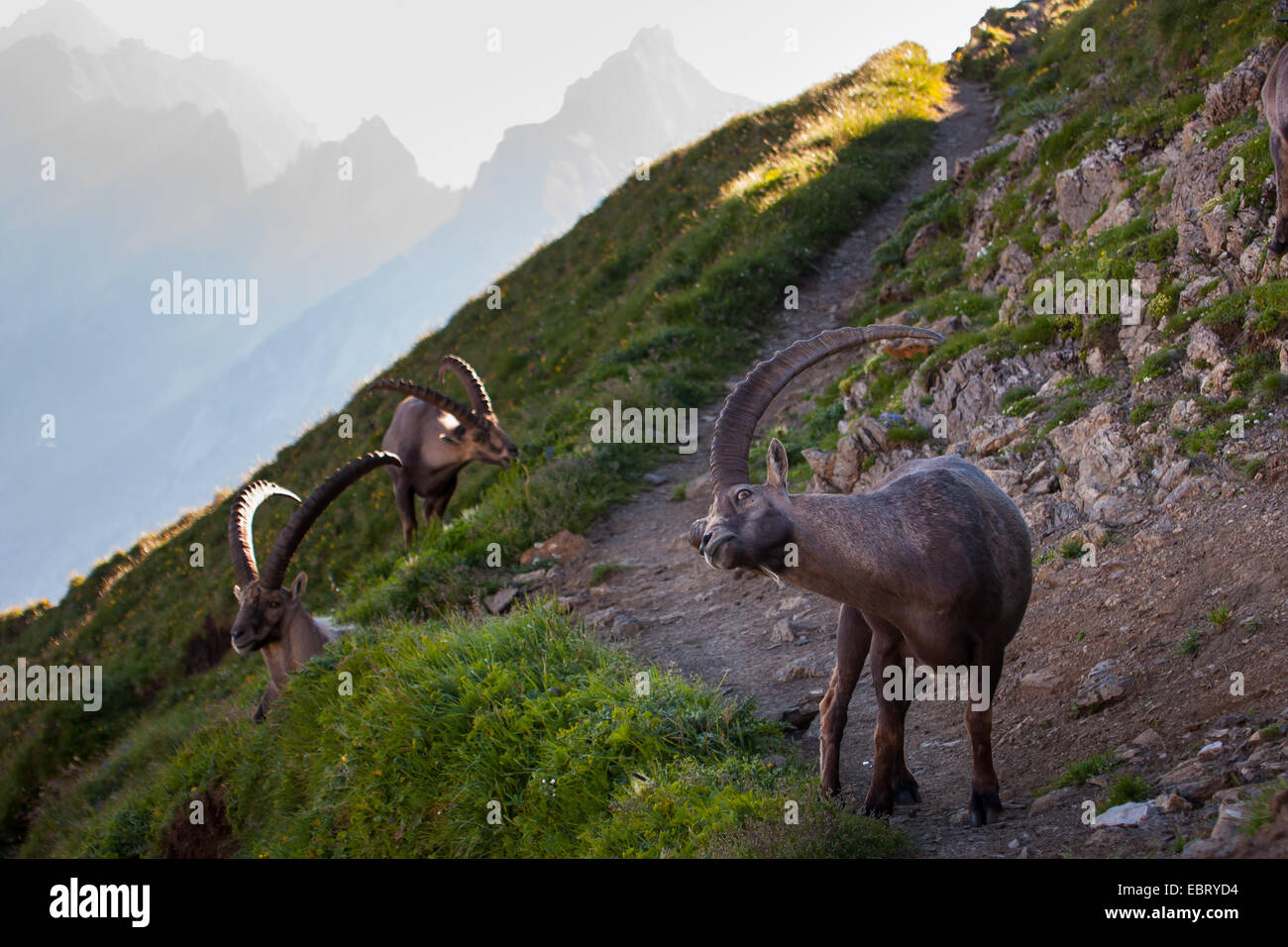 Three ibexes on a hi-res stock photography and images - Alamy