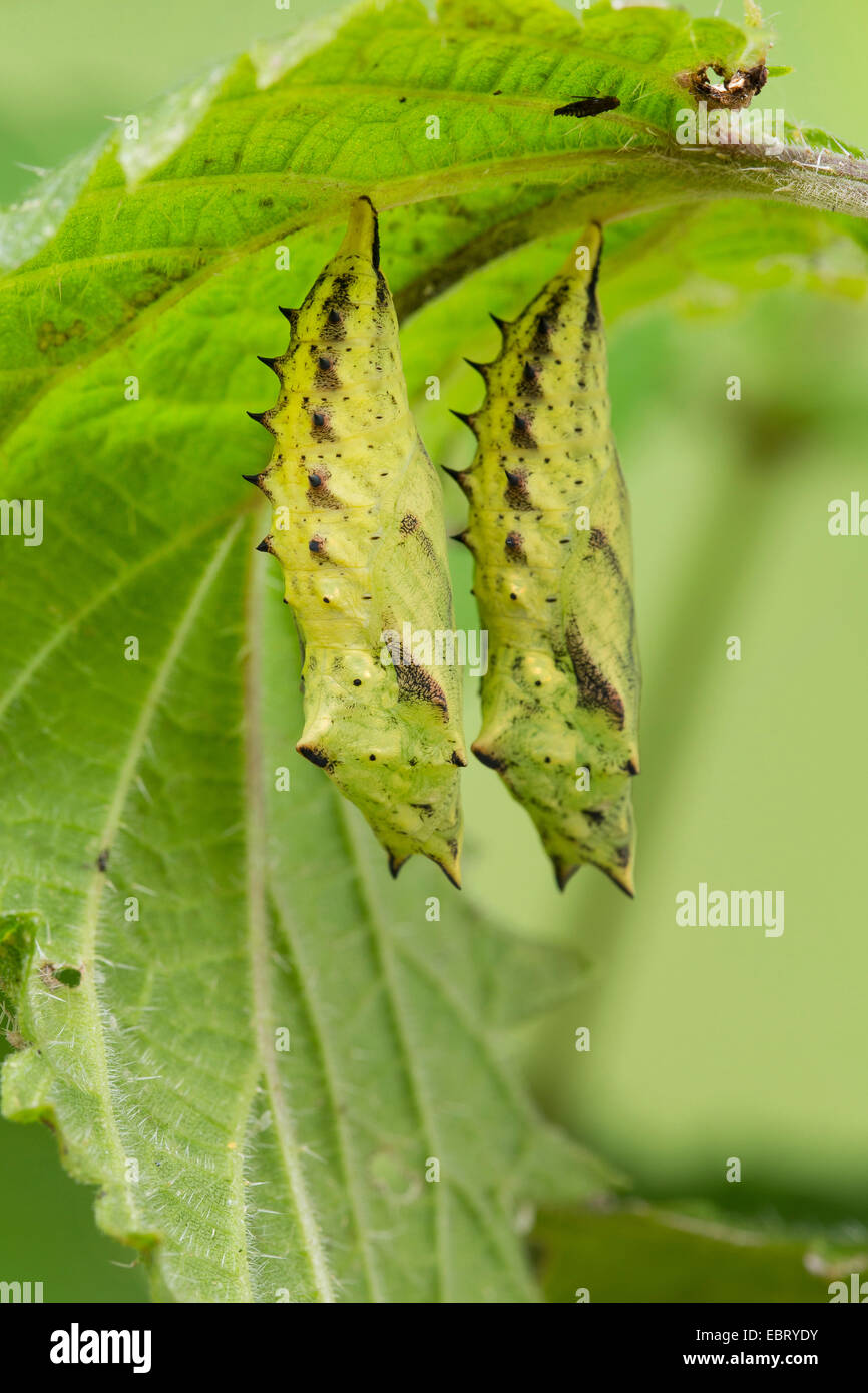 peacock moth, peacock (Inachis io, Nymphalis io), pupas on stingnettle ...