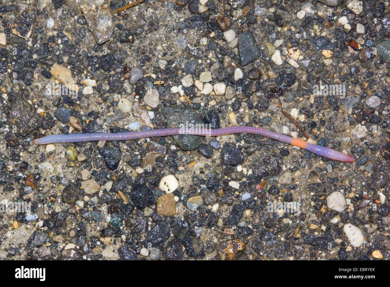 common earthworm, earthworm; lob worm, dew worm, squirreltail worm ...